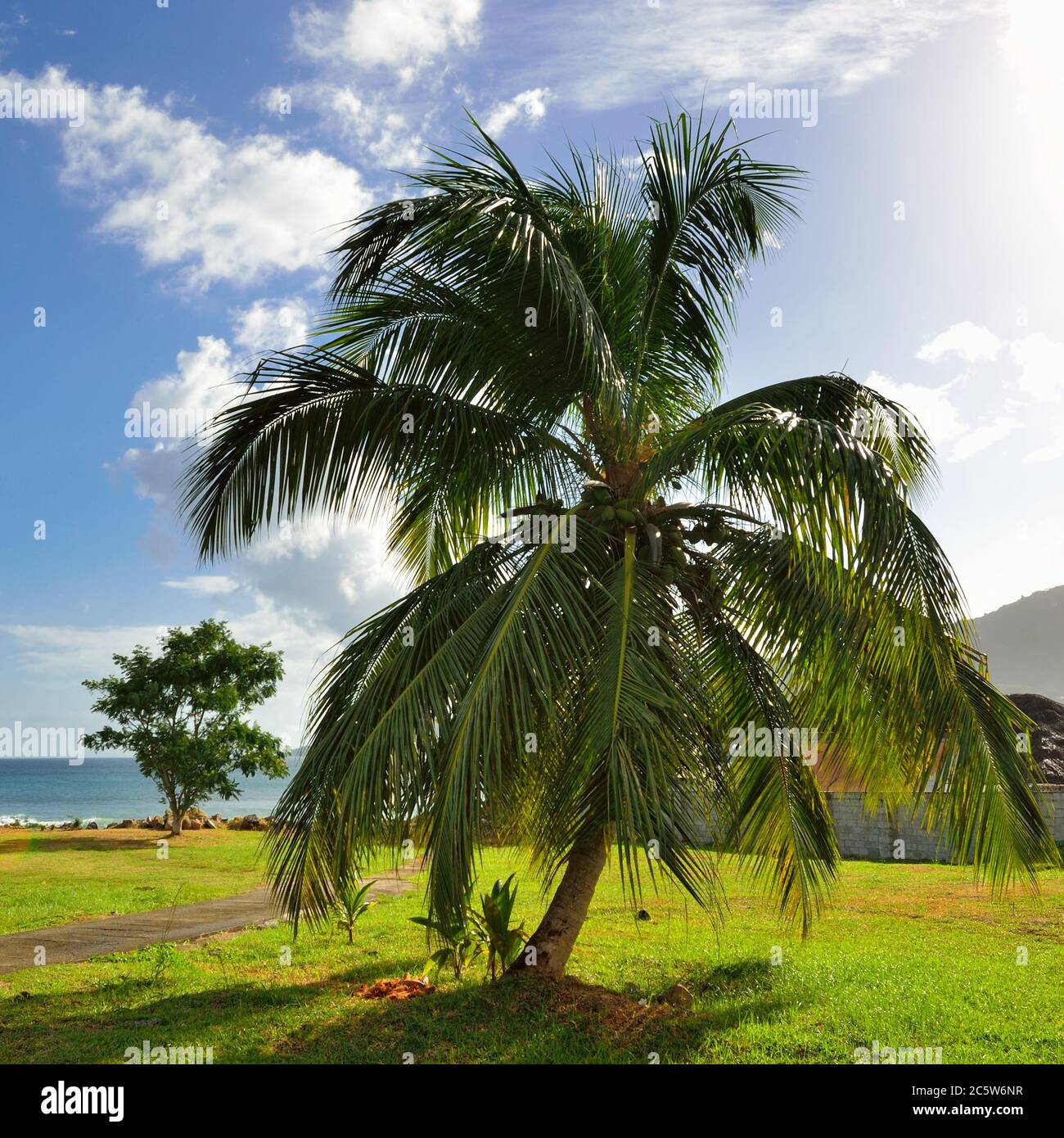 Coconat tree hi-res stock photography and images - Alamy
