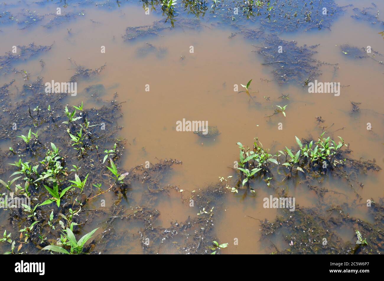 turtle in muddy or murky lake water with algae and plants Stock Photo ...