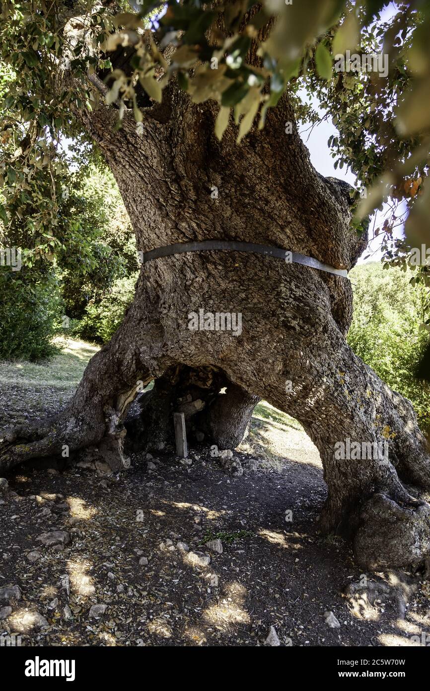 Millennial holm oak, detail of a tree over a thousand years old Stock ...