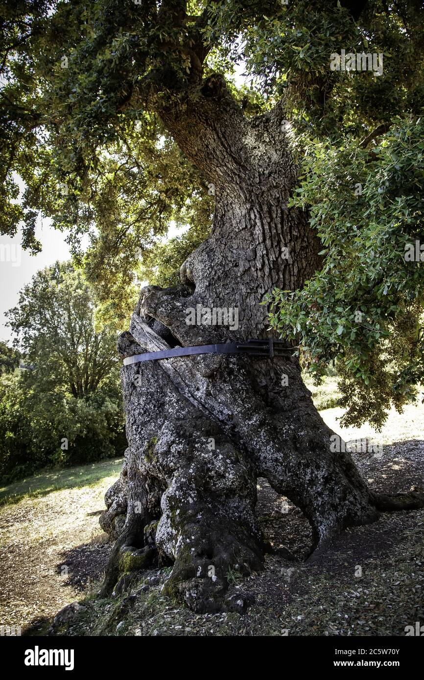Millennial holm oak, detail of a tree over a thousand years old Stock ...