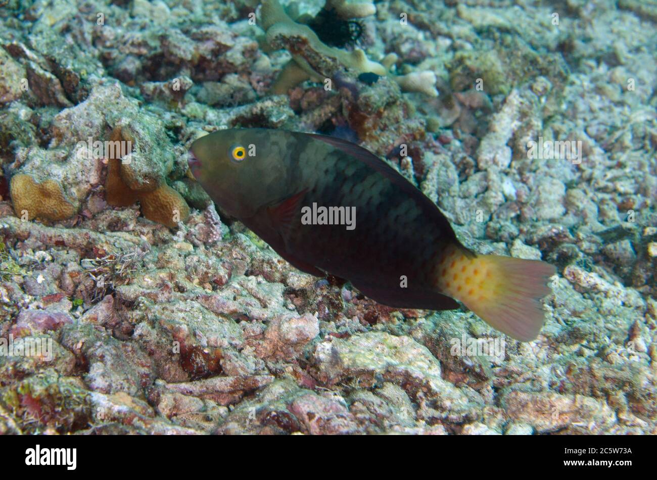 Female Bleeker's Parrotfish, Chlorurus bleekeri, Sabora 2 dive site ...