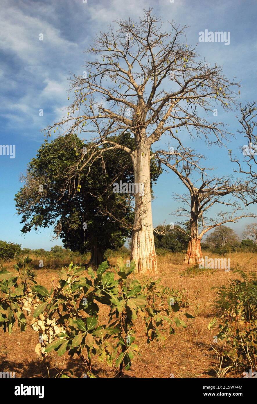 Baobab Tree, The Gambia Stock Photo - Alamy