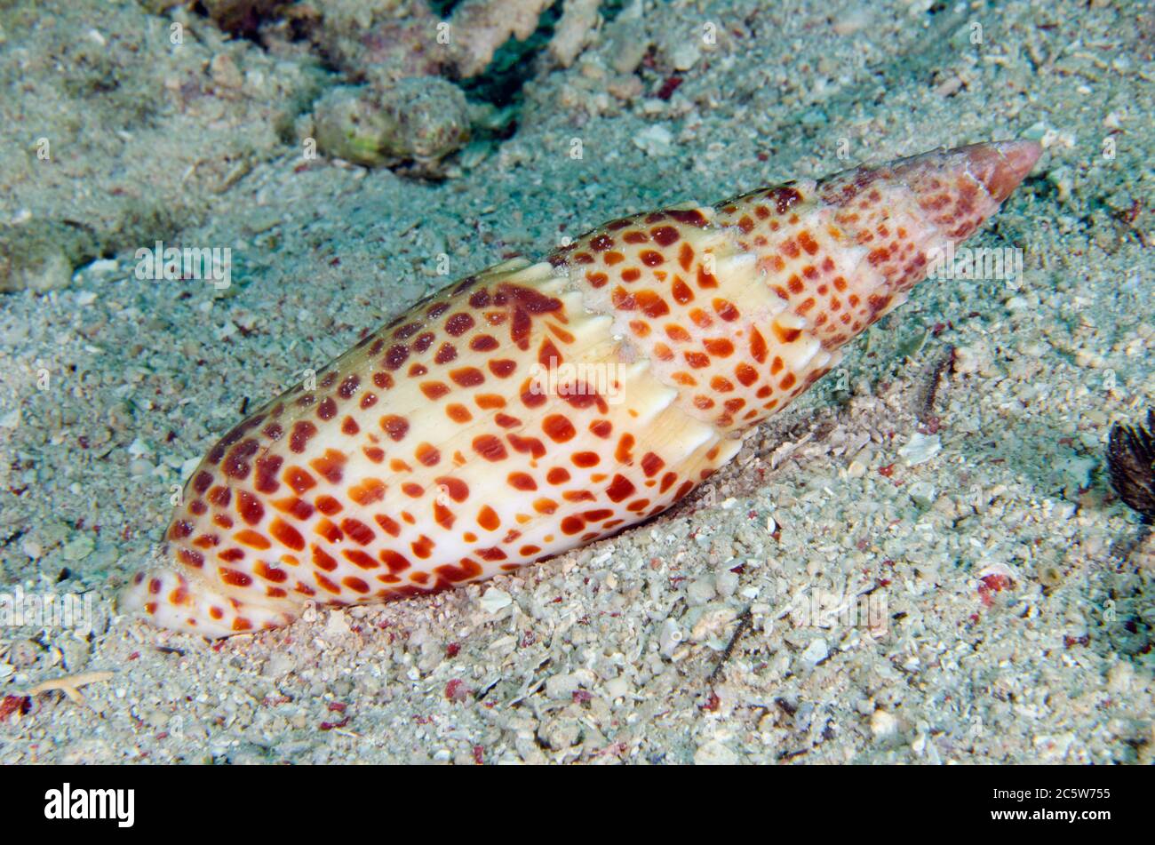 Epsicopal Miter Shell, Mitra sp, on sand, Sabora 2 dive site, Bangka ...
