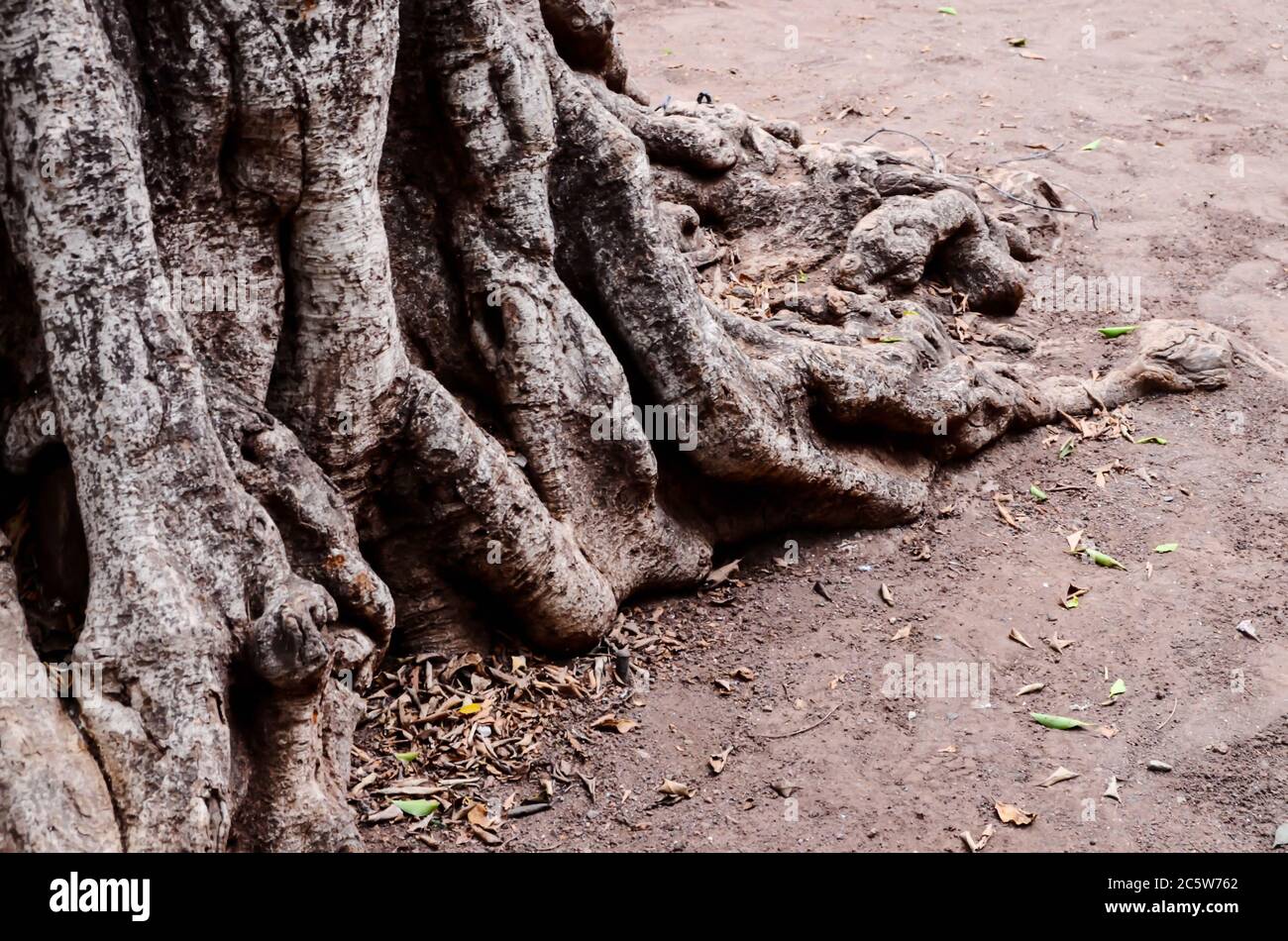 Root of the Tree in the Ground Stock Photo - Alamy