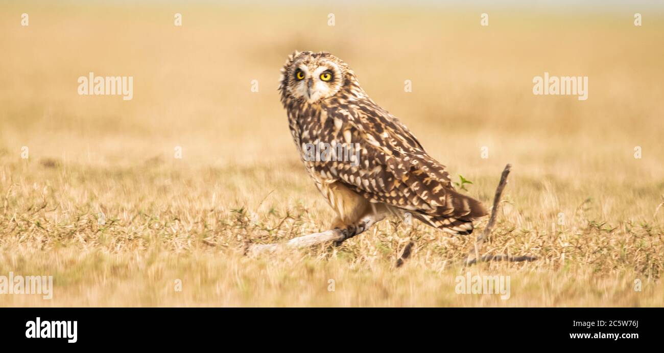 Short eared owl - A super watchful customer & but bold enough to ...