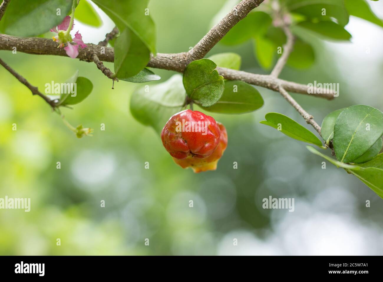 Close up Red Barbados or Acerola Cherry Stock Photo - Alamy