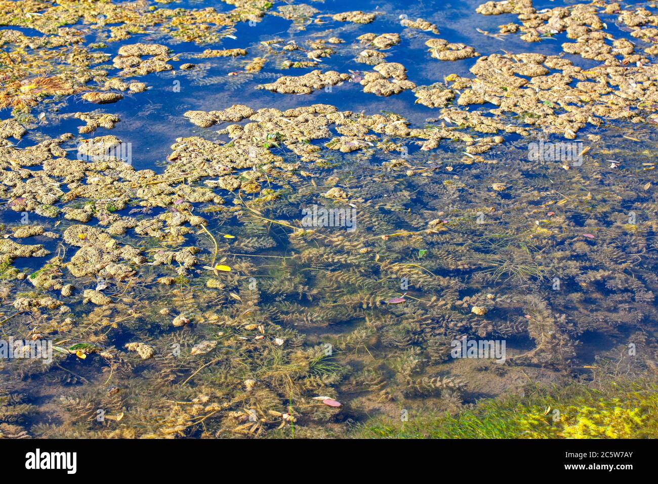 Morass And Moor Vegetation High Resolution Stock Photography and Images ...
