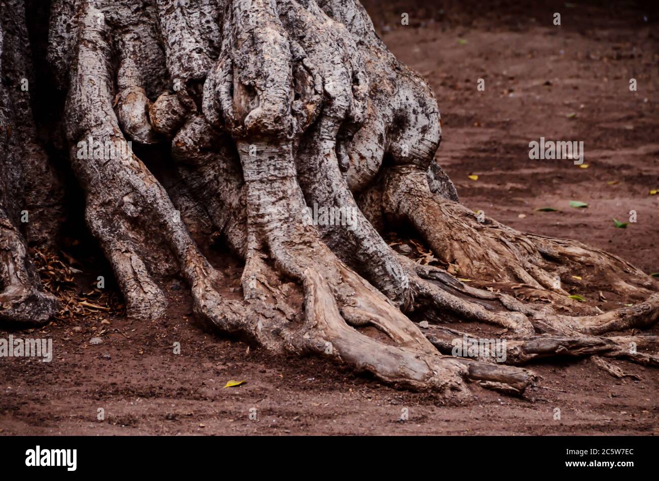 Root of the Tree in the Ground Stock Photo - Alamy