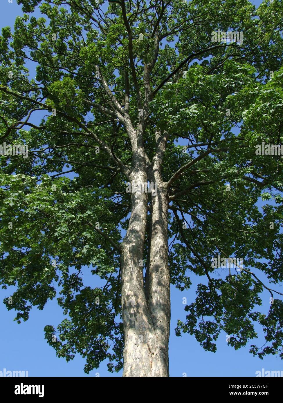 Example deciduous trees hi-res stock photography and images - Alamy