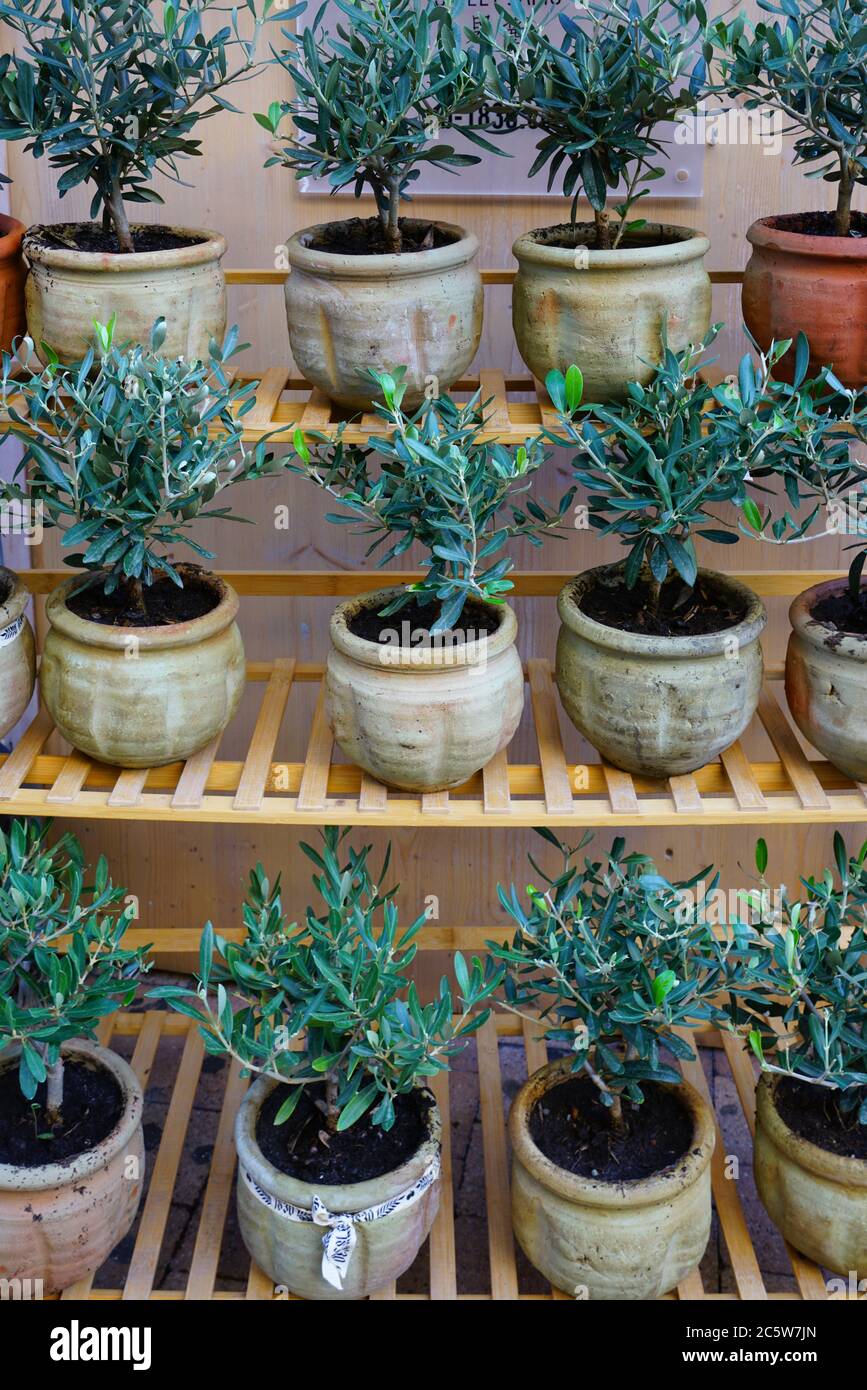 Small potted olive trees on a shelf Stock Photo - Alamy