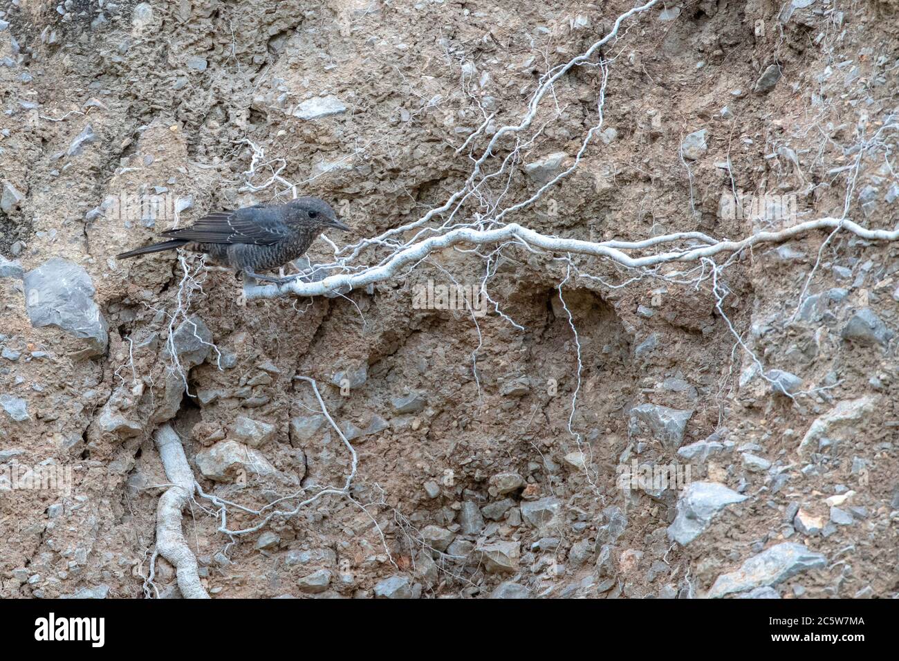 Immature Blue Rock Thrush (Monticola solitarius) during autumn on the ...
