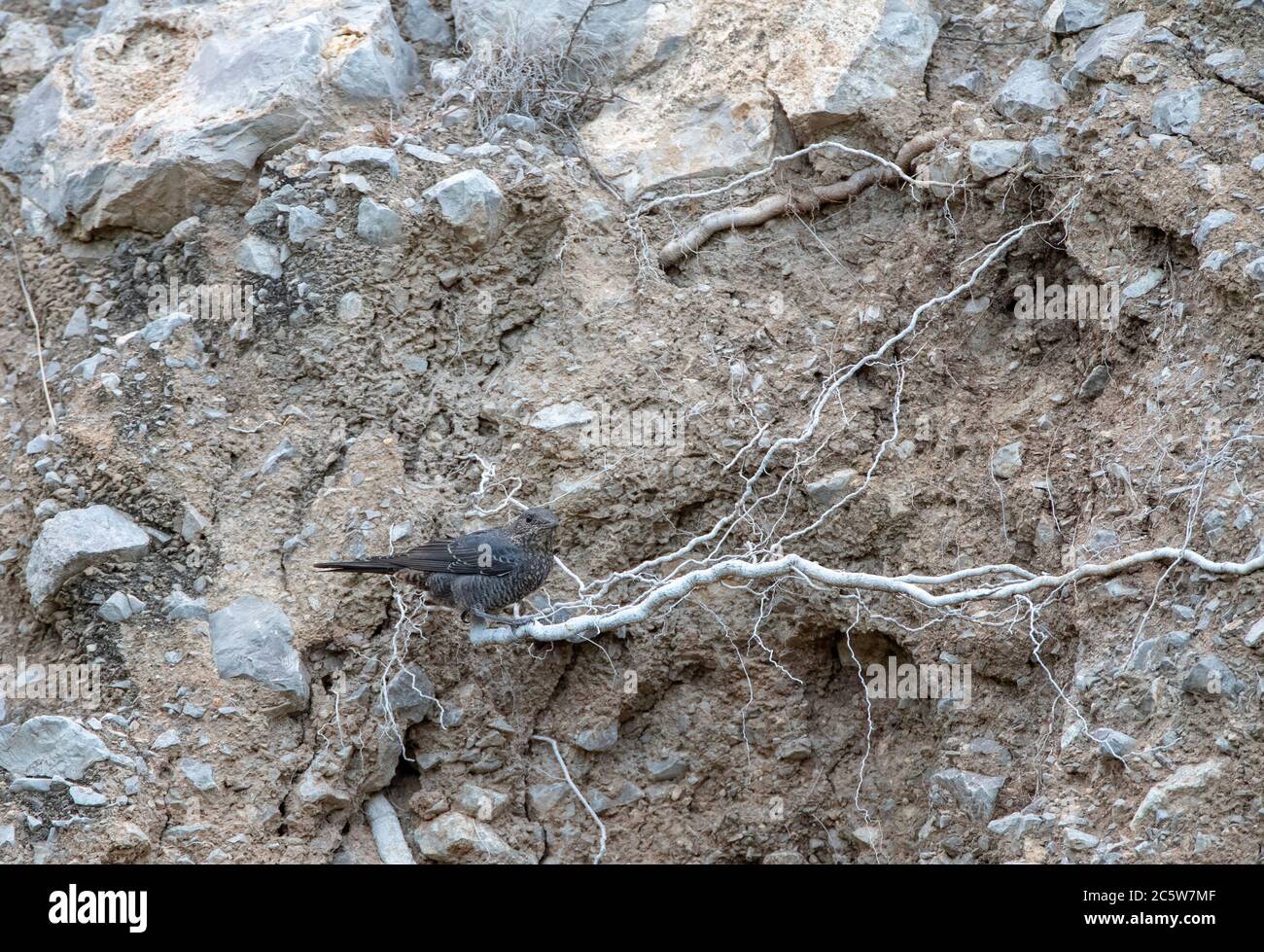 Immature Blue Rock Thrush (Monticola solitarius) during autumn on the ...