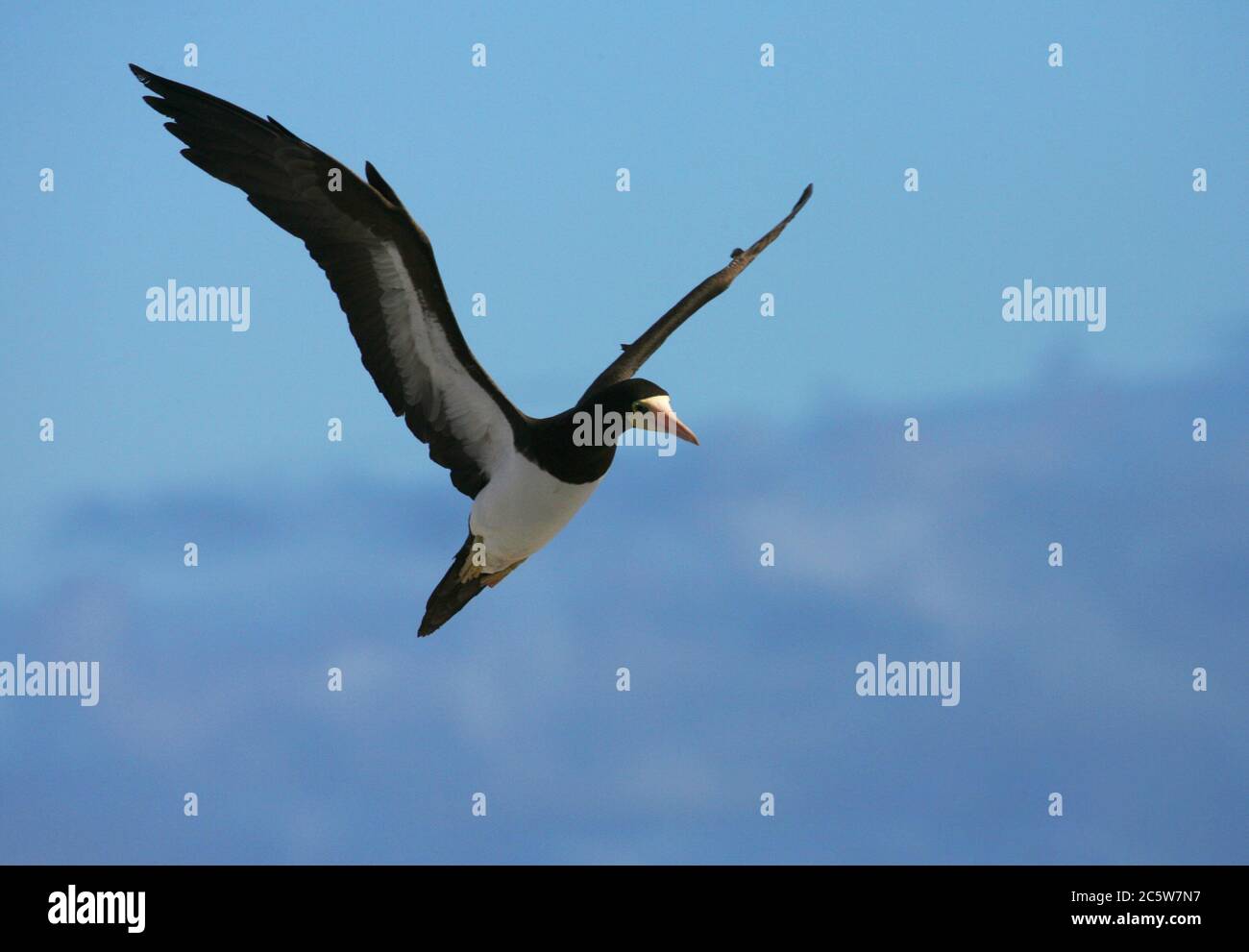 Adult Brown Booby (Sula leucogaster leucogaster) off Ascension island ...