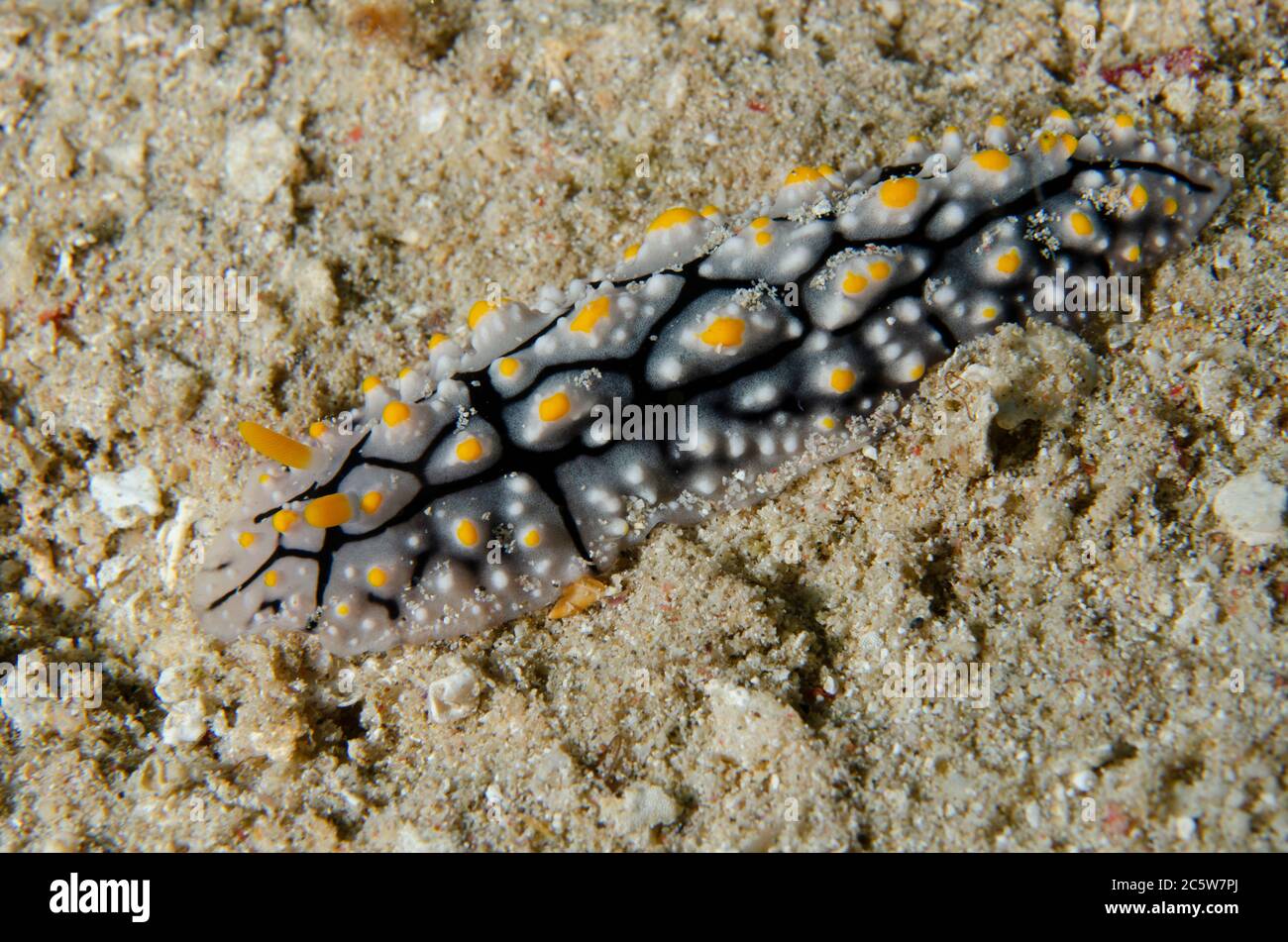 Elegant Phyllidia Nudibranch, Phyllidia elegans, Sampiri 3 dive site ...