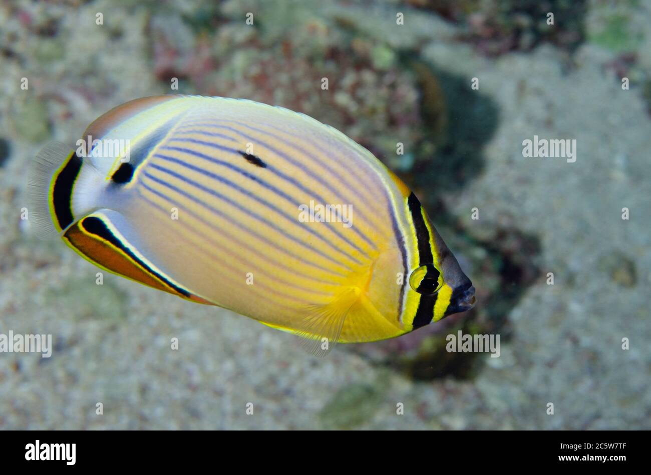 Redfin butterflyfish hi-res stock photography and images - Alamy