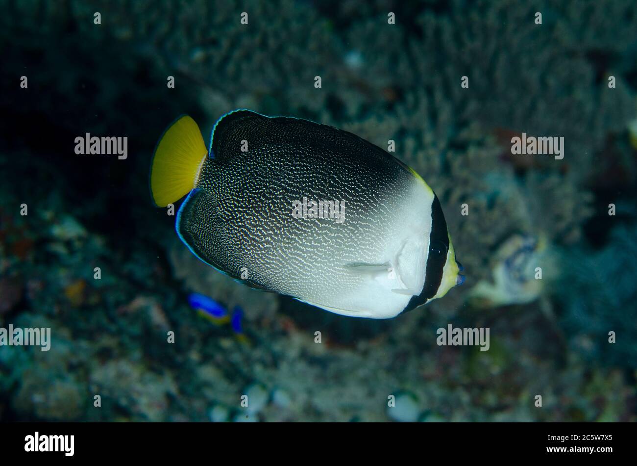 Vermiculated Angelfish, Chaetodontoplus mesoleucus, night dive, Murex ...