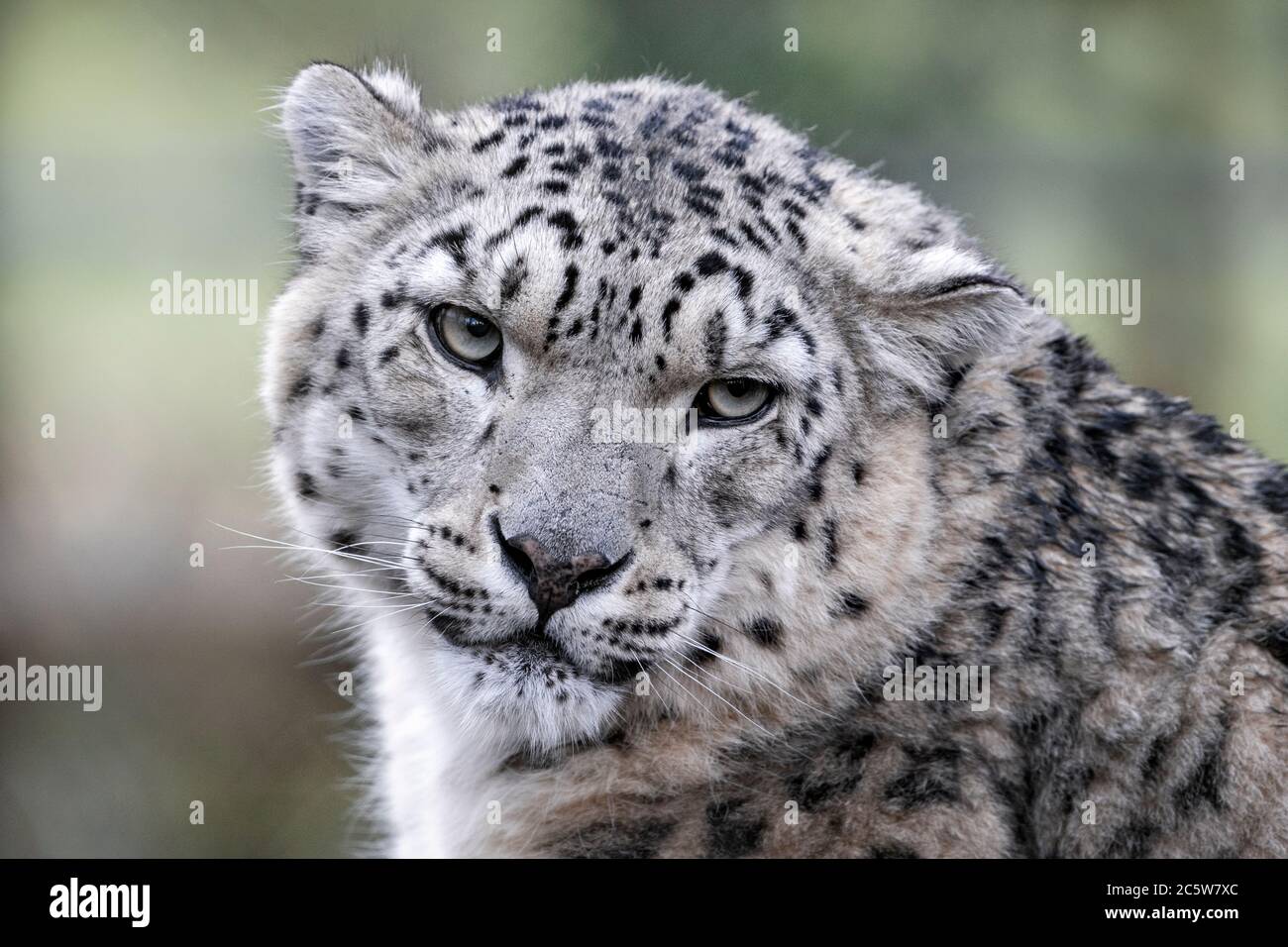 Female snow leopard looking towards camera Stock Photo - Alamy