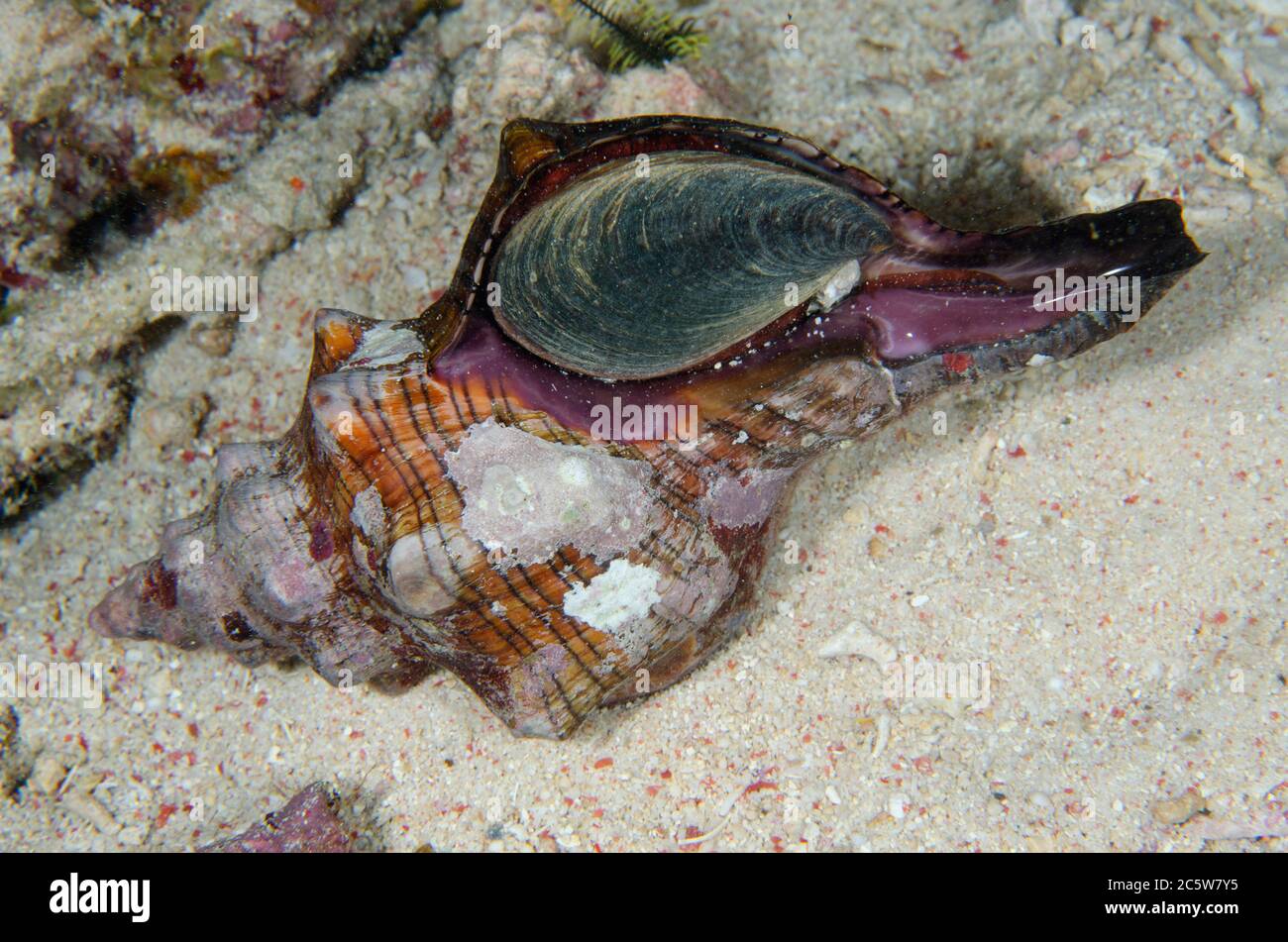 Operculum of Trapezium Horse Conch, Pleuroplaca trapezium, night dive ...