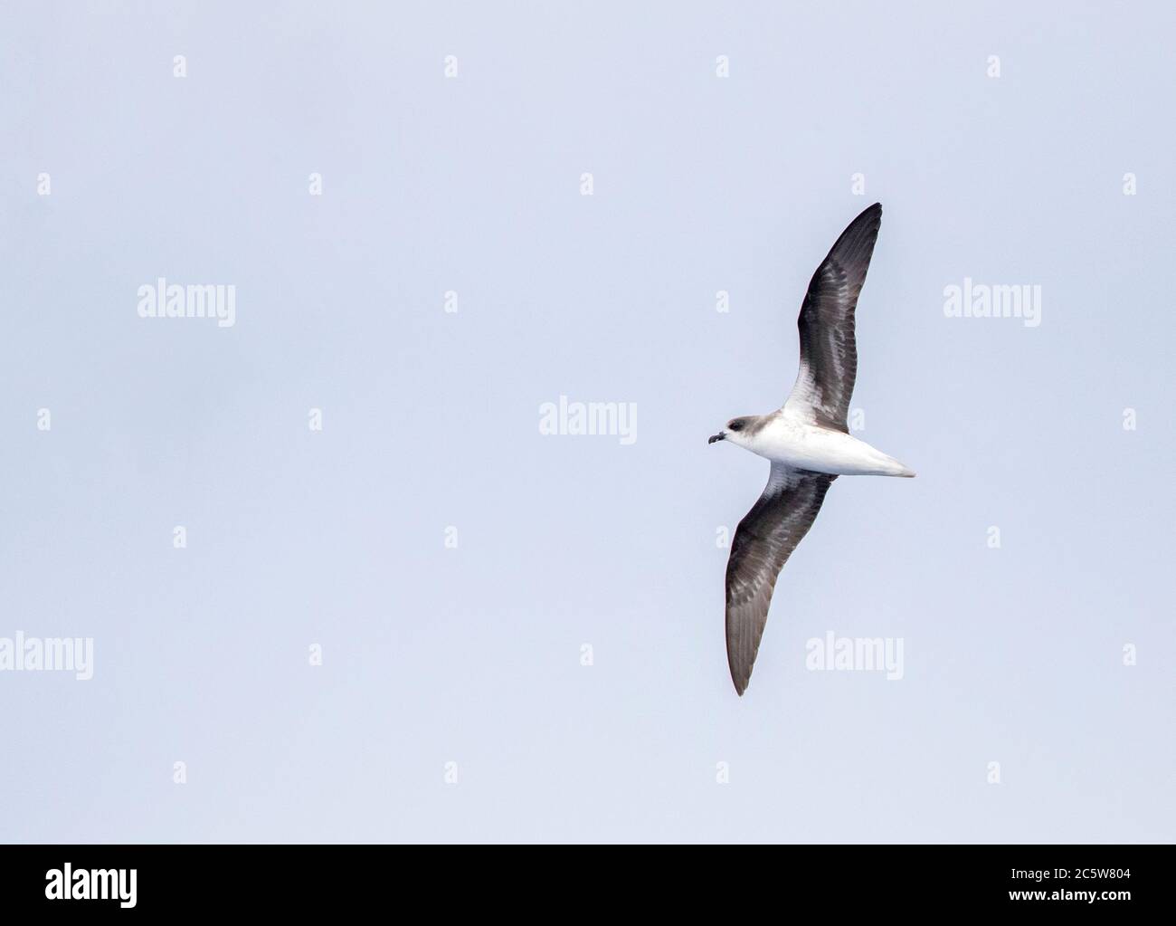 Endangered Zino's Petrel (Pterodroma madeira) in flight over the ...