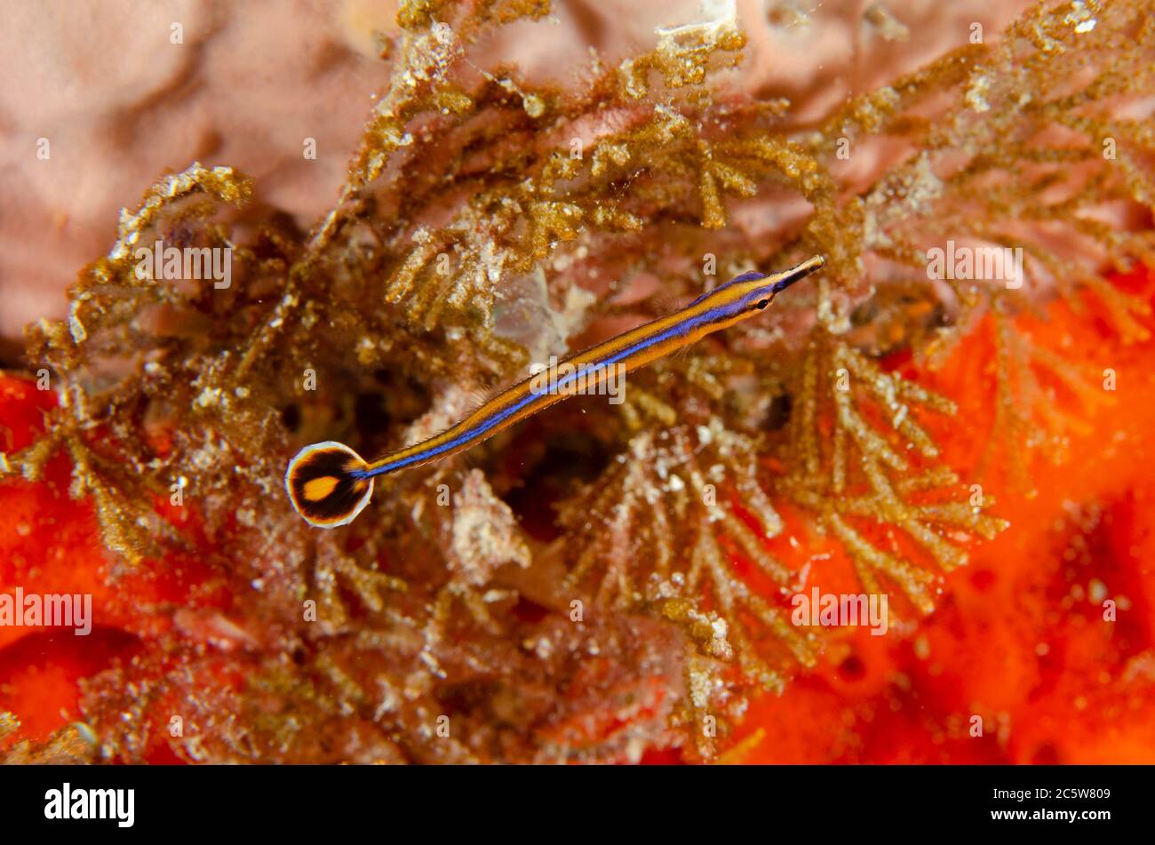 Honshu Pipefish, Doryrhamphus japonicus, night dive, Murex House Reef ...