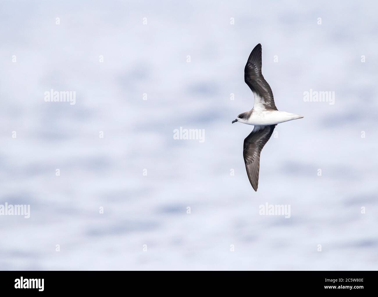 Endangered Zino's Petrel (Pterodroma madeira) in flight over the ...