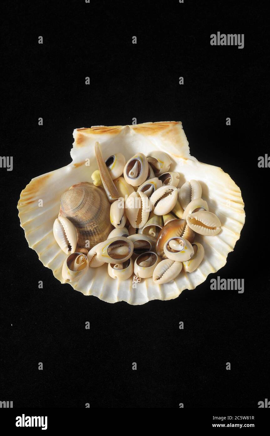 Textured Limestone Sea Shells on a Black Background Stock Photo - Alamy