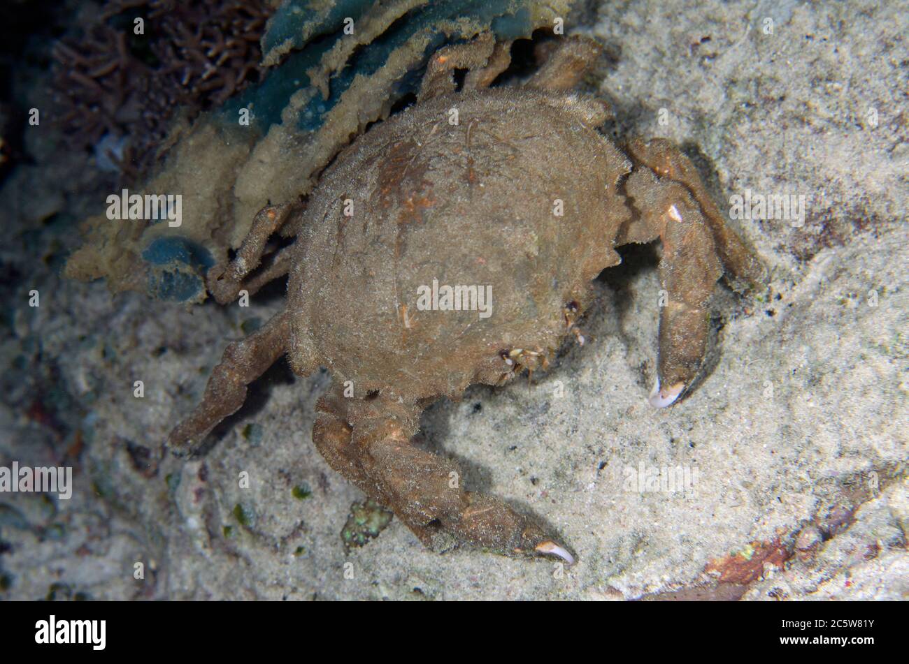 Sleepy Sponge Crab, Dromia dormia, with sponge on back legs, night dive ...