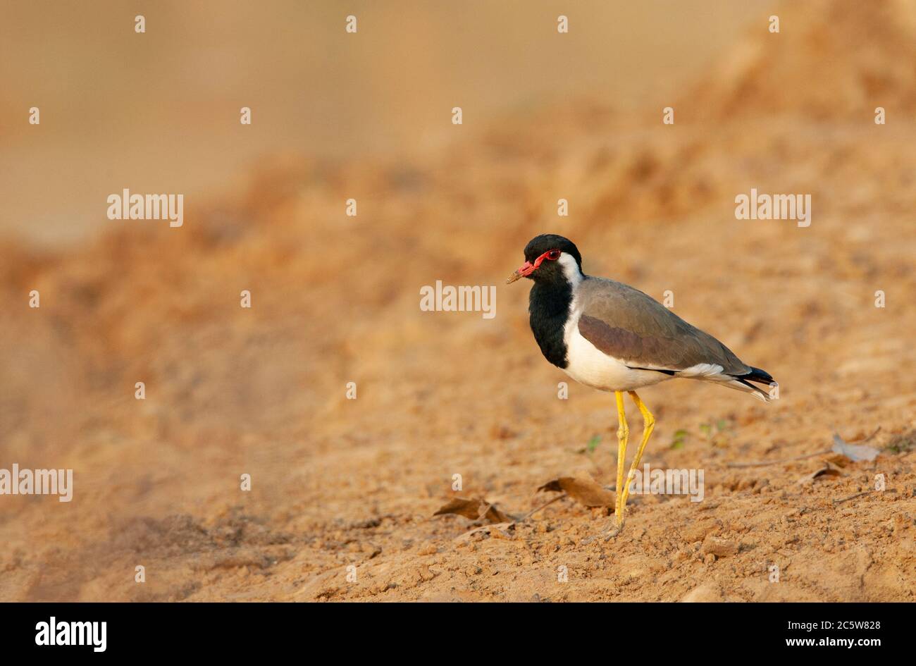Adult Red-wattled Lapwing (Vanellus indicus Stock Photo - Alamy