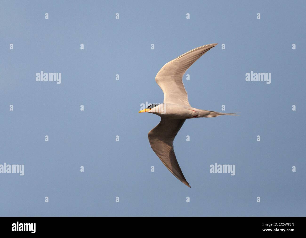 Adult River tern (Sterna aurantia Stock Photo - Alamy