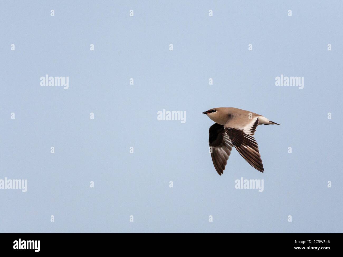 Small Pratincole (Glareola lactea) in typical river habitat in Asia ...