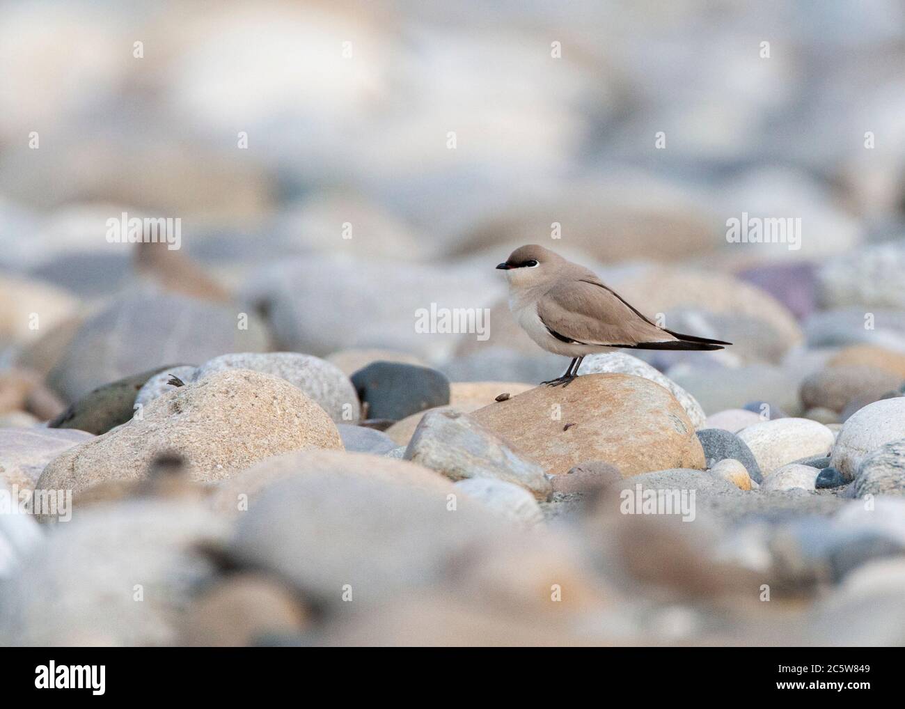 Small Pratincole (Glareola lactea) in typical river habitat in Asia ...