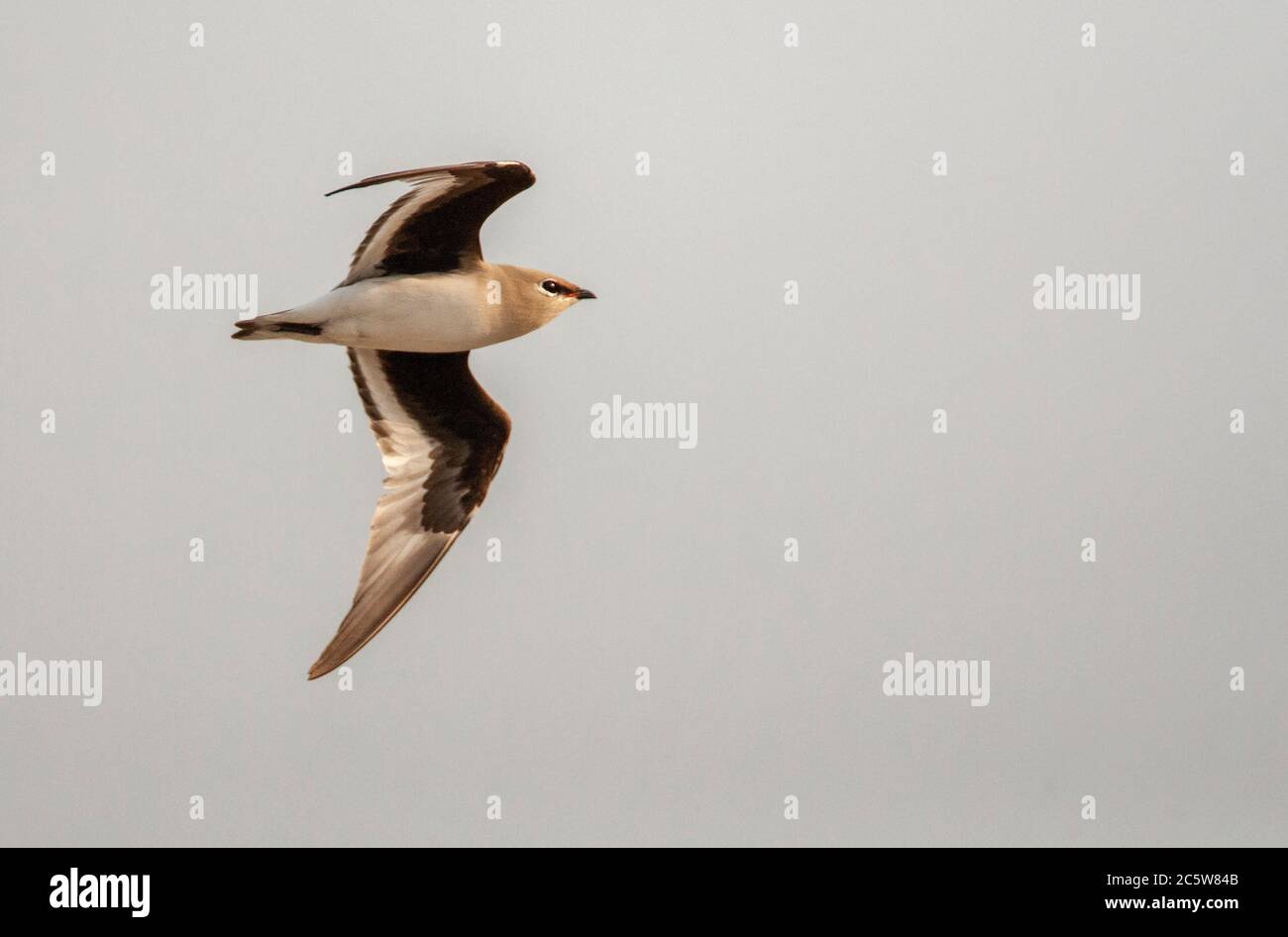 Small Pratincole (Glareola lactea) in flight, seen from the side ...