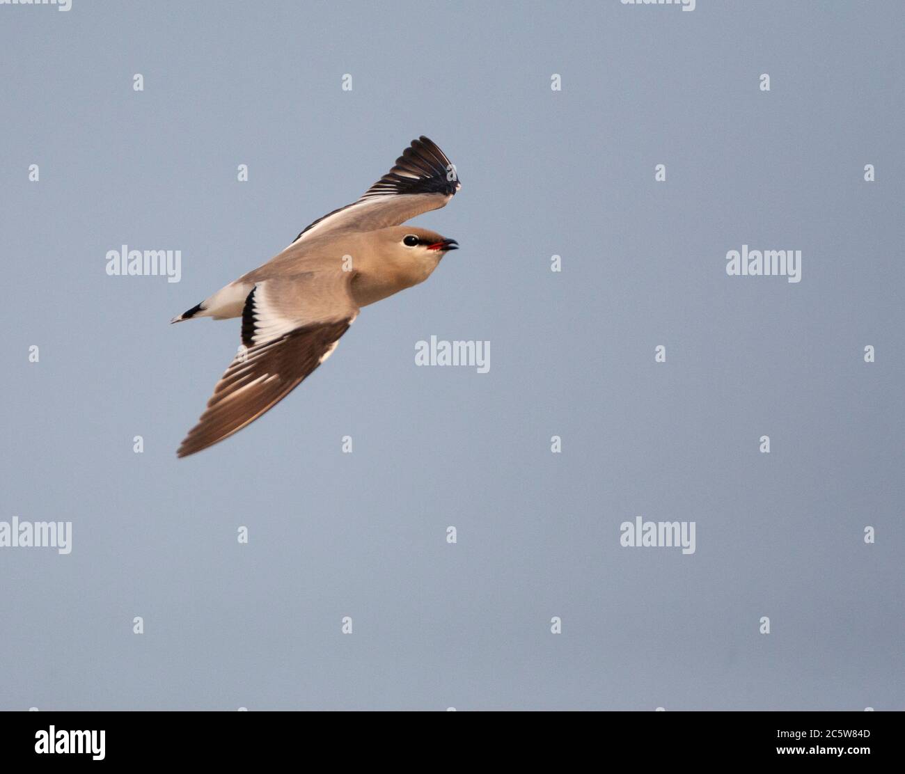 Small Pratincole (Glareola lactea) in typical river habitat in Asia ...