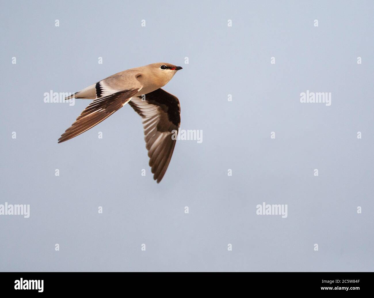 Small Pratincole (Glareola lactea) in typical river habitat in Asia ...