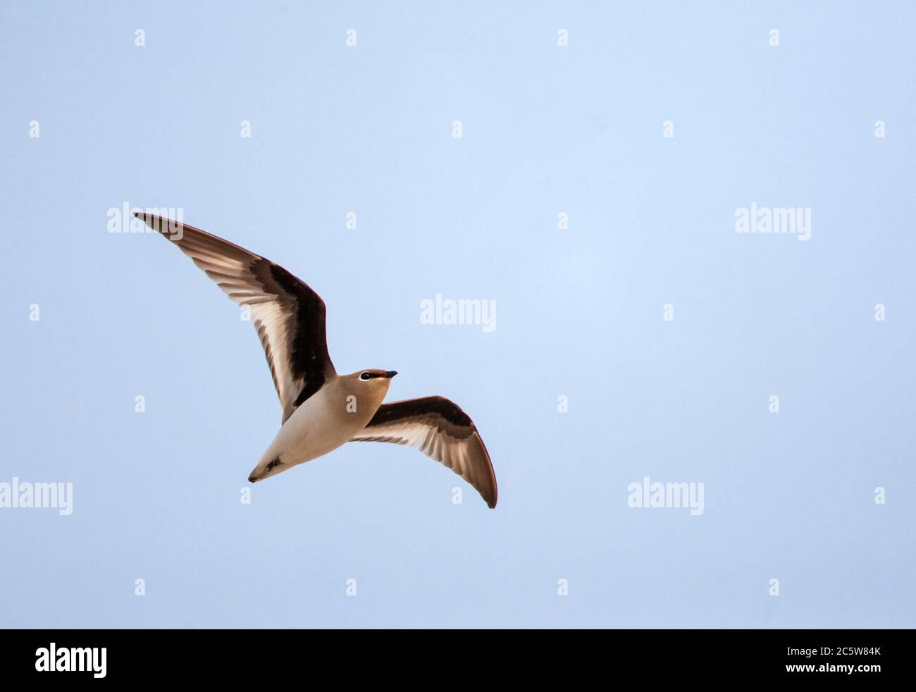Small Pratincole (Glareola lactea) in typical river habitat in Asia ...