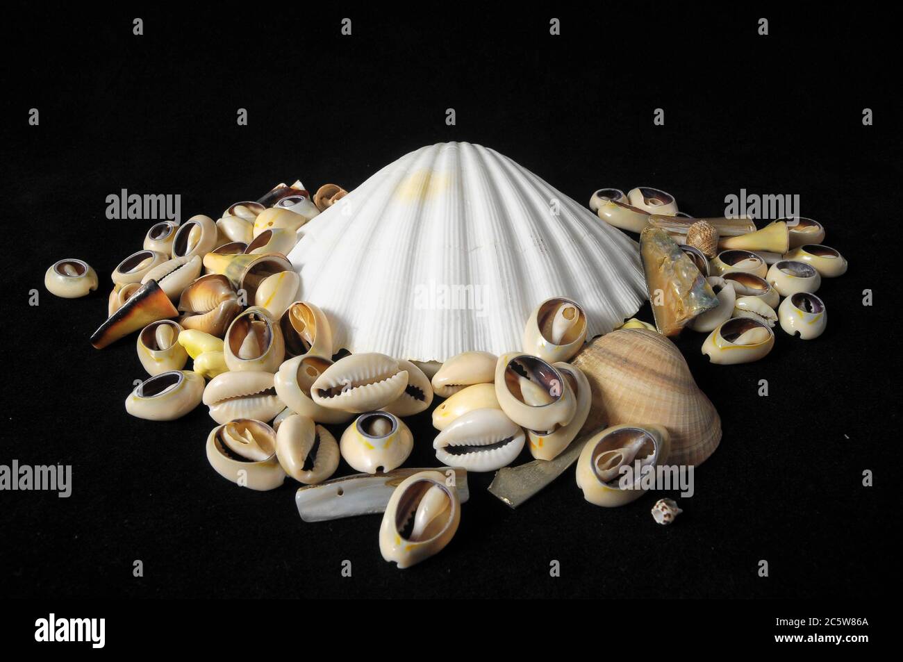 Textured Limestone Sea Shells on a Black Background Stock Photo - Alamy