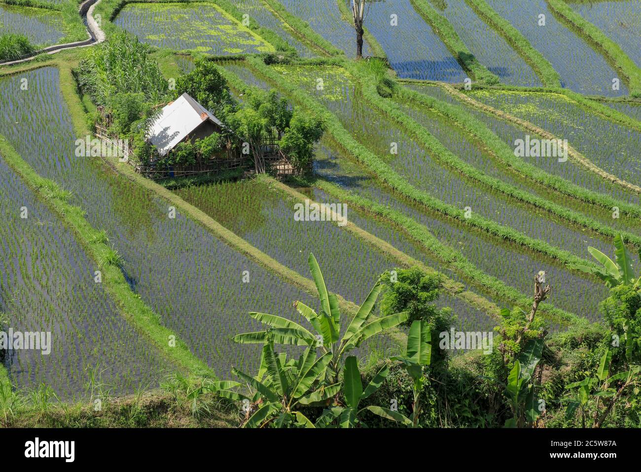 A cottage in the green field. Traditional farmer hut in the rice field ...