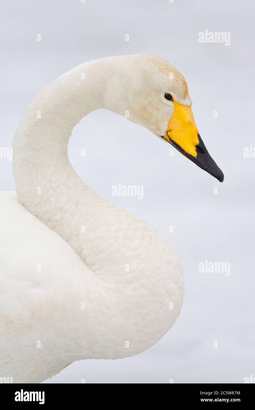 Portrait of a beautiful Whooper Swan (Cygnus cygnus) wintering on the ...
