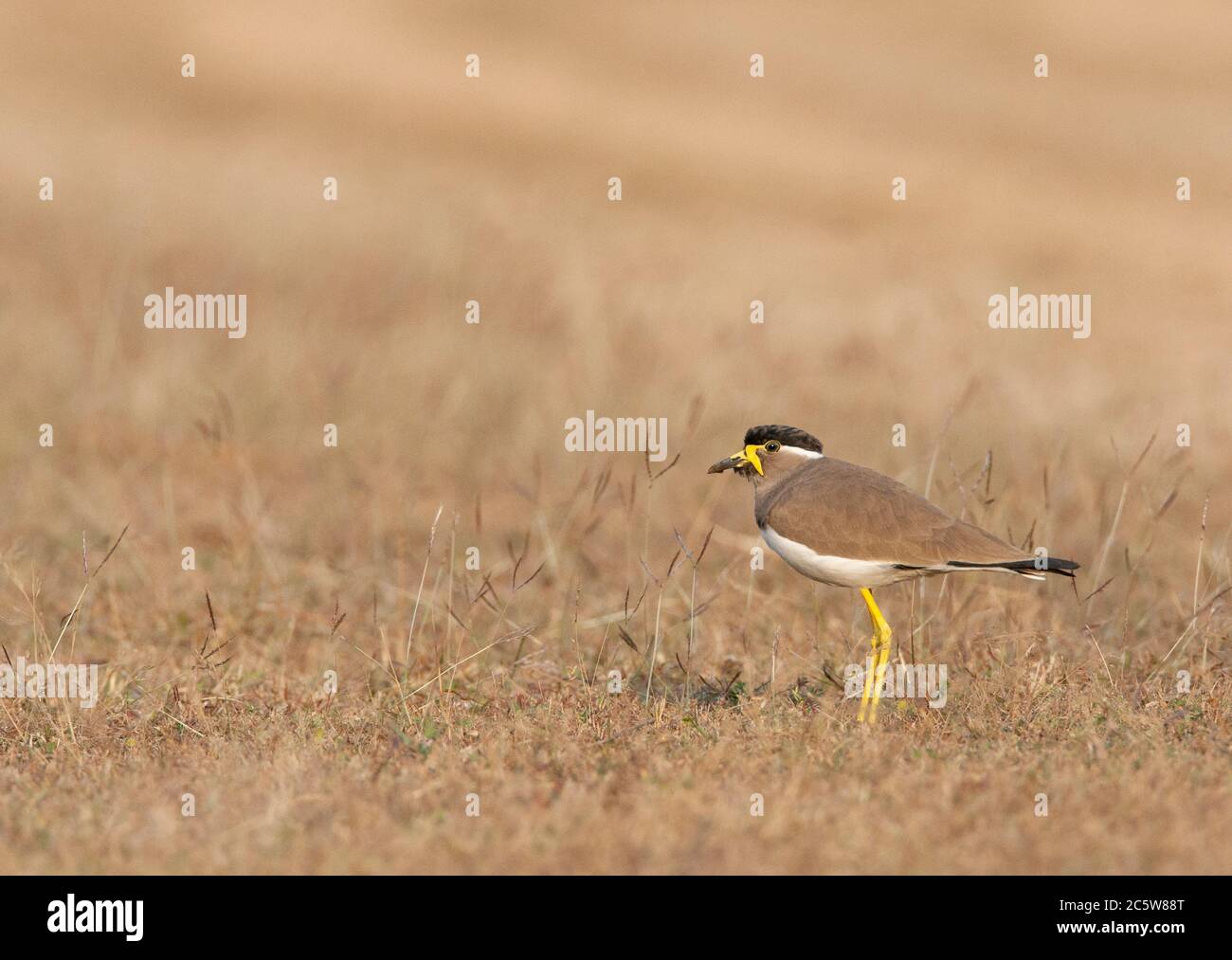 Adult Yellow-wattled Lapwing (Vanellus malabaricus) standing in an ...