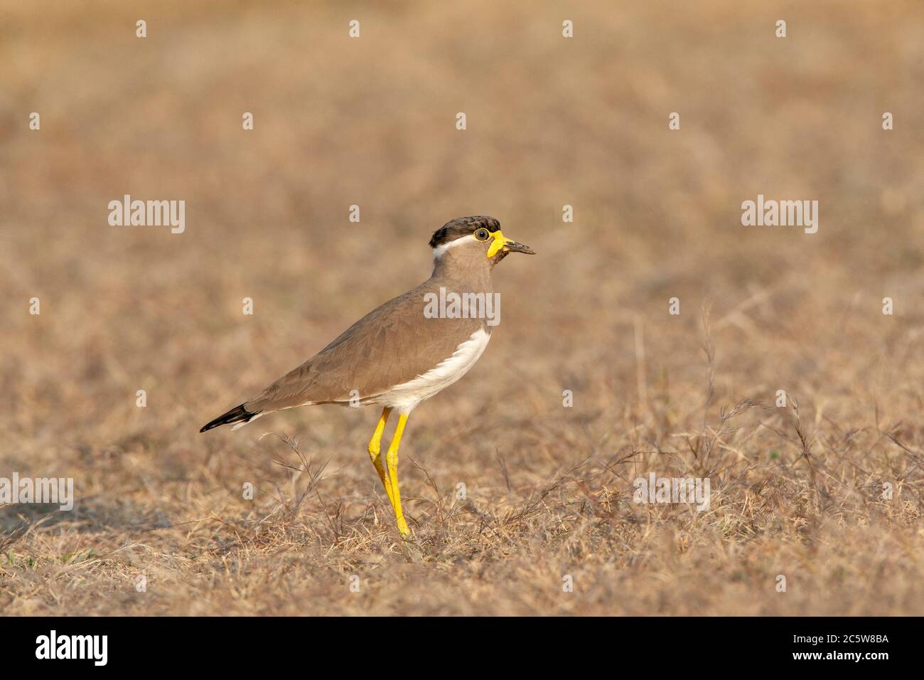 Adult Yellow-wattled Lapwing (Vanellus malabaricus) standing on arid ...