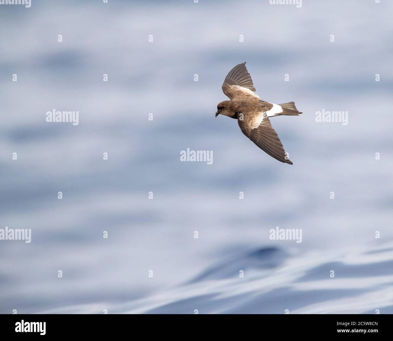 Wilson's Storm Petrel (Oceanites oceanicus) in flight over the atlantic ...