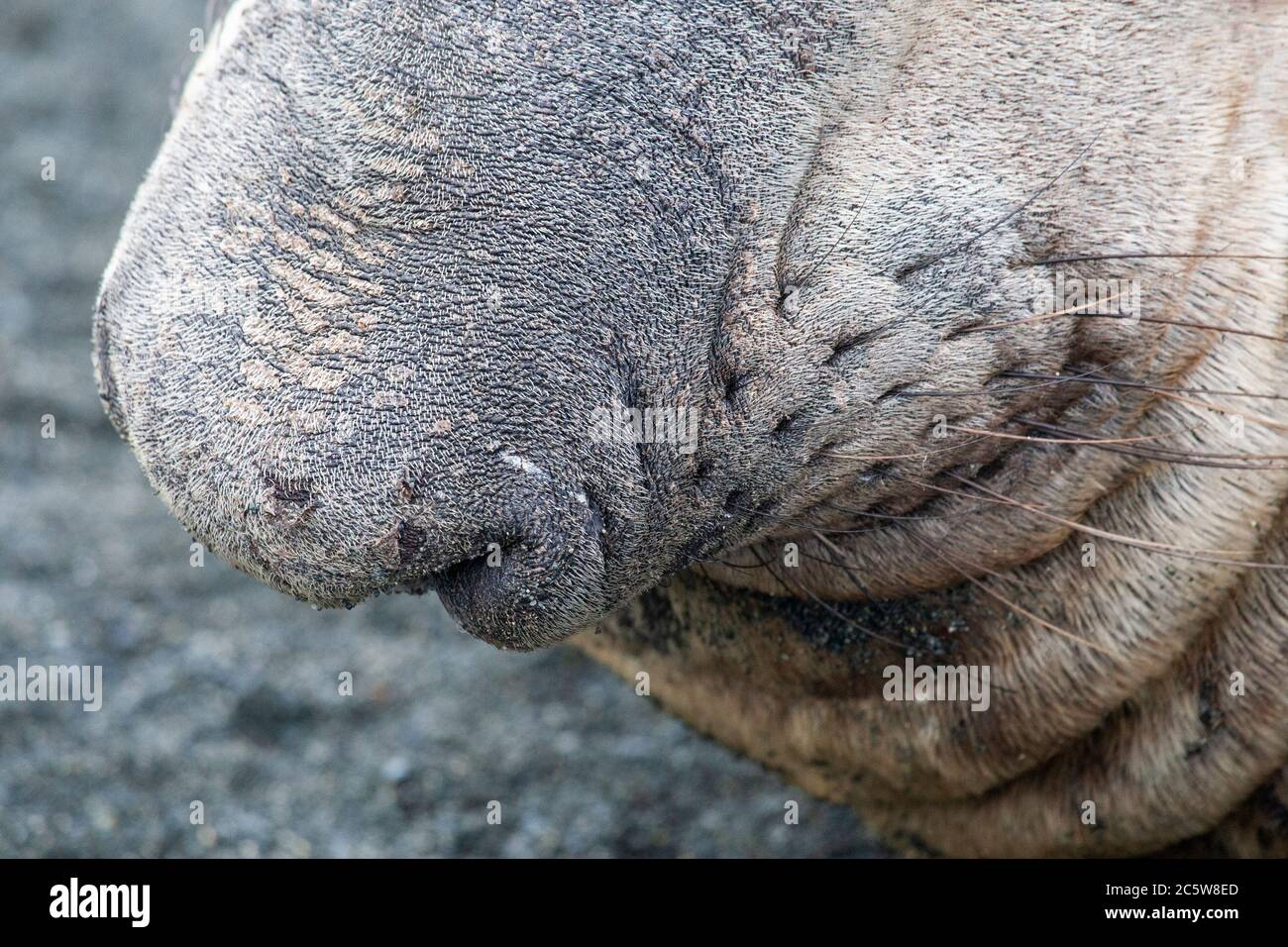 Huge nose male hi-res stock photography and images - Alamy