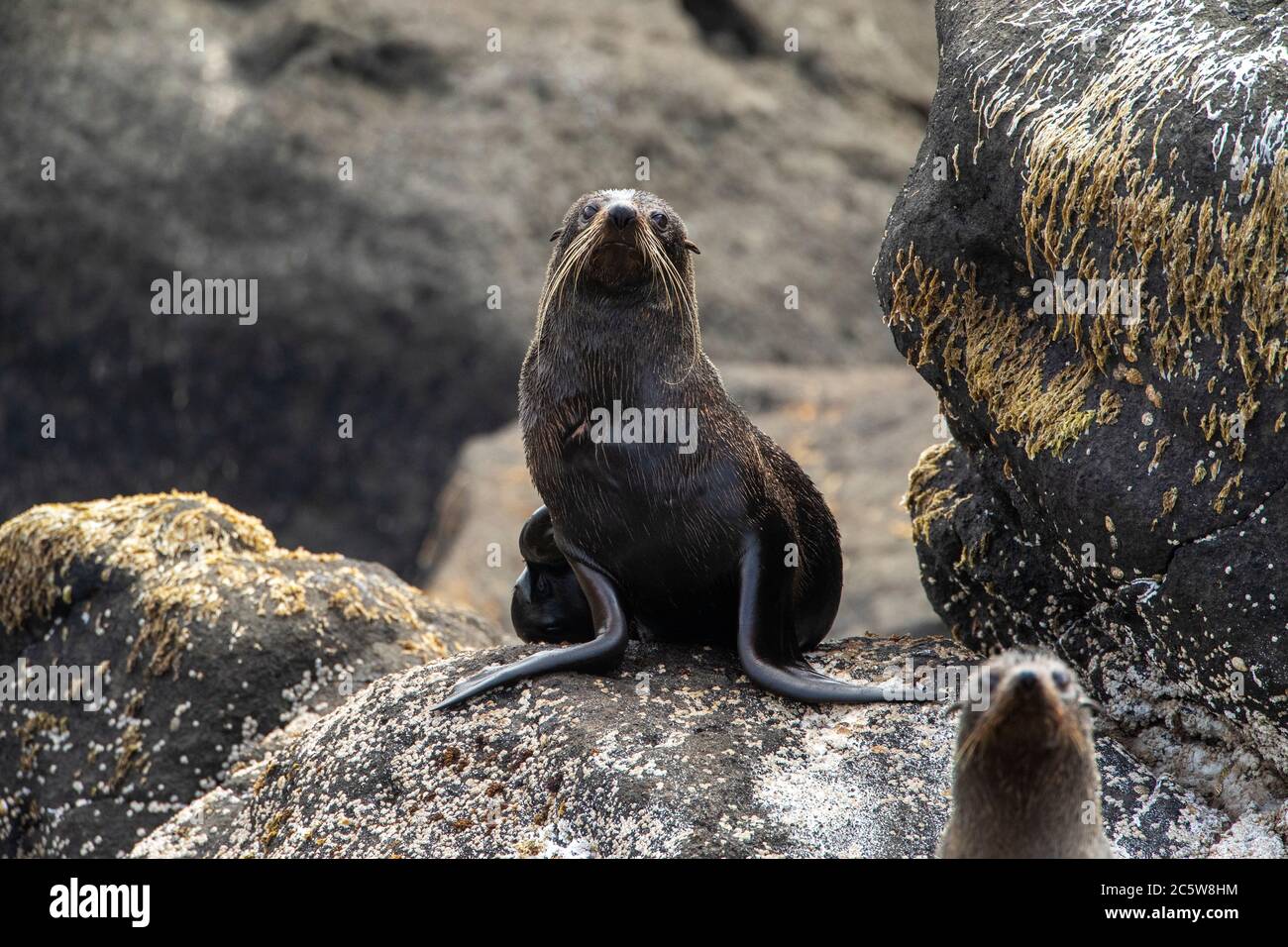 Chatham seal hi-res stock photography and images - Alamy