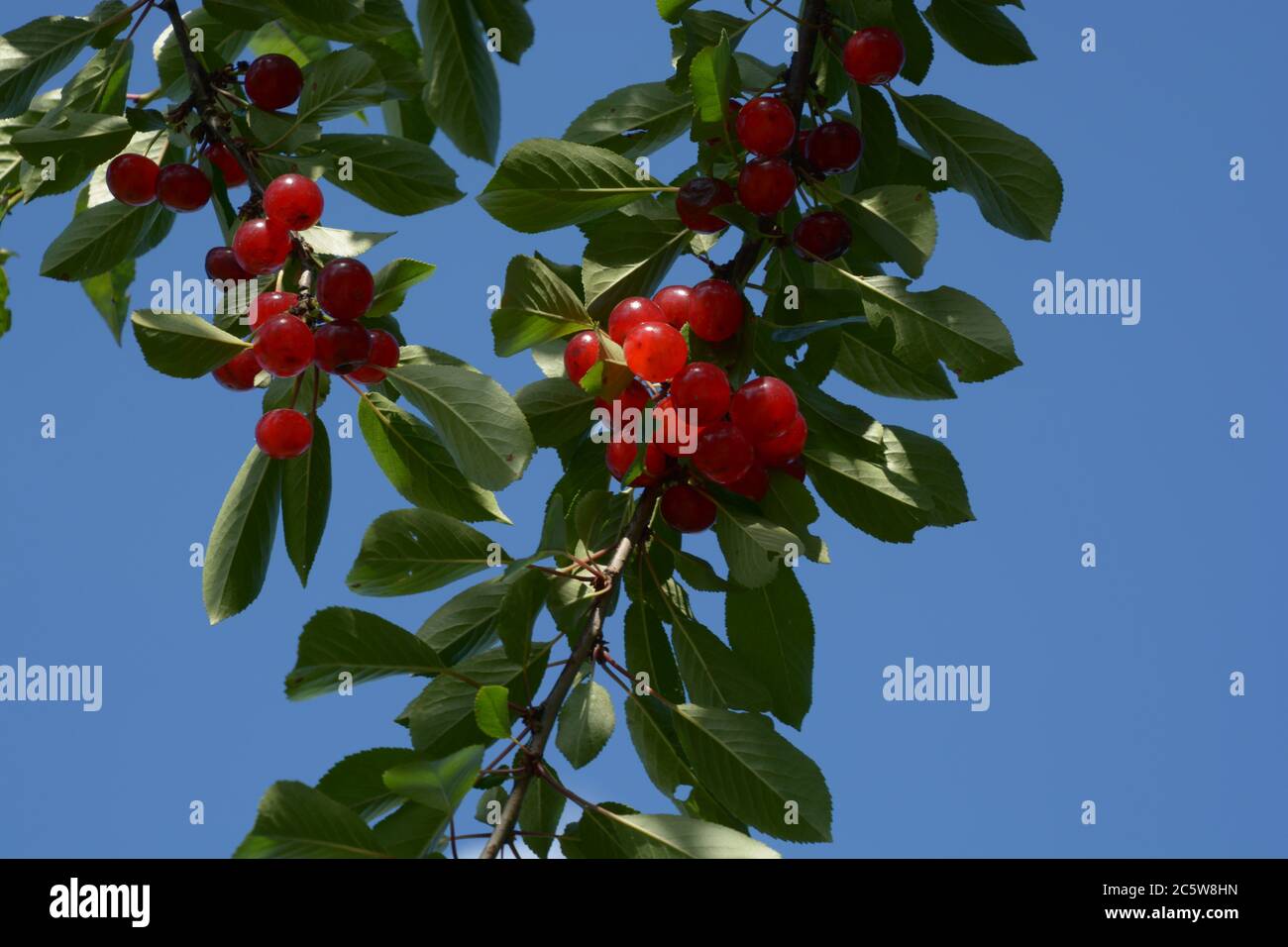 Dwarf Cherry Tree High Resolution Stock Photography and Images - Alamy