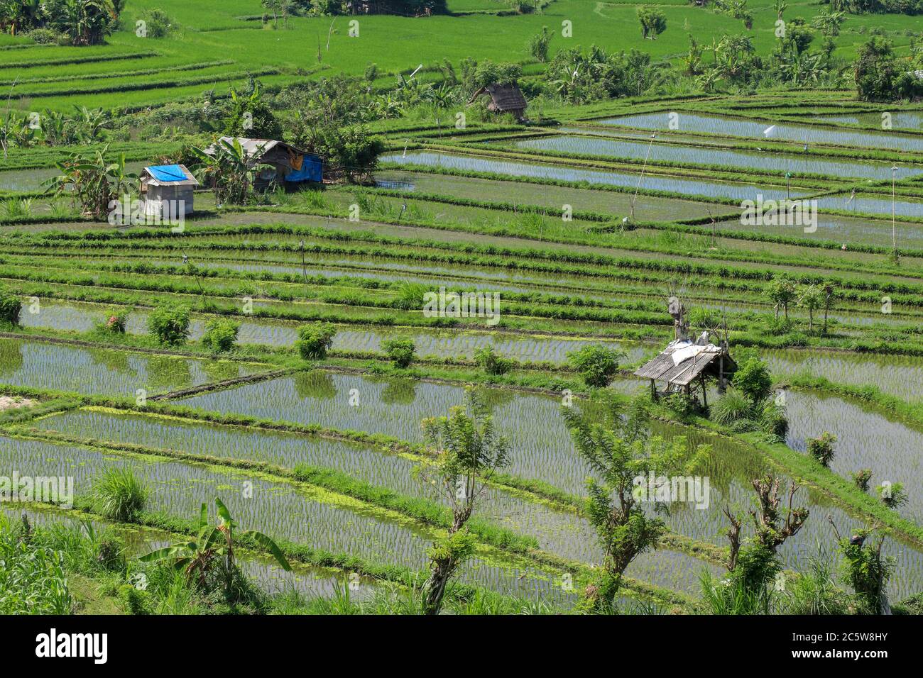 Traditional farmer hut in the rice. A hut for farmers to shelter in the ...