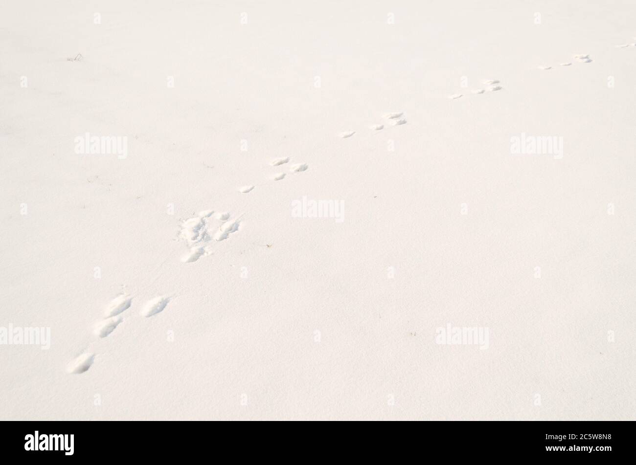 Rabbit tracks in the snow, in a clearing during the winter Stock Photo ...