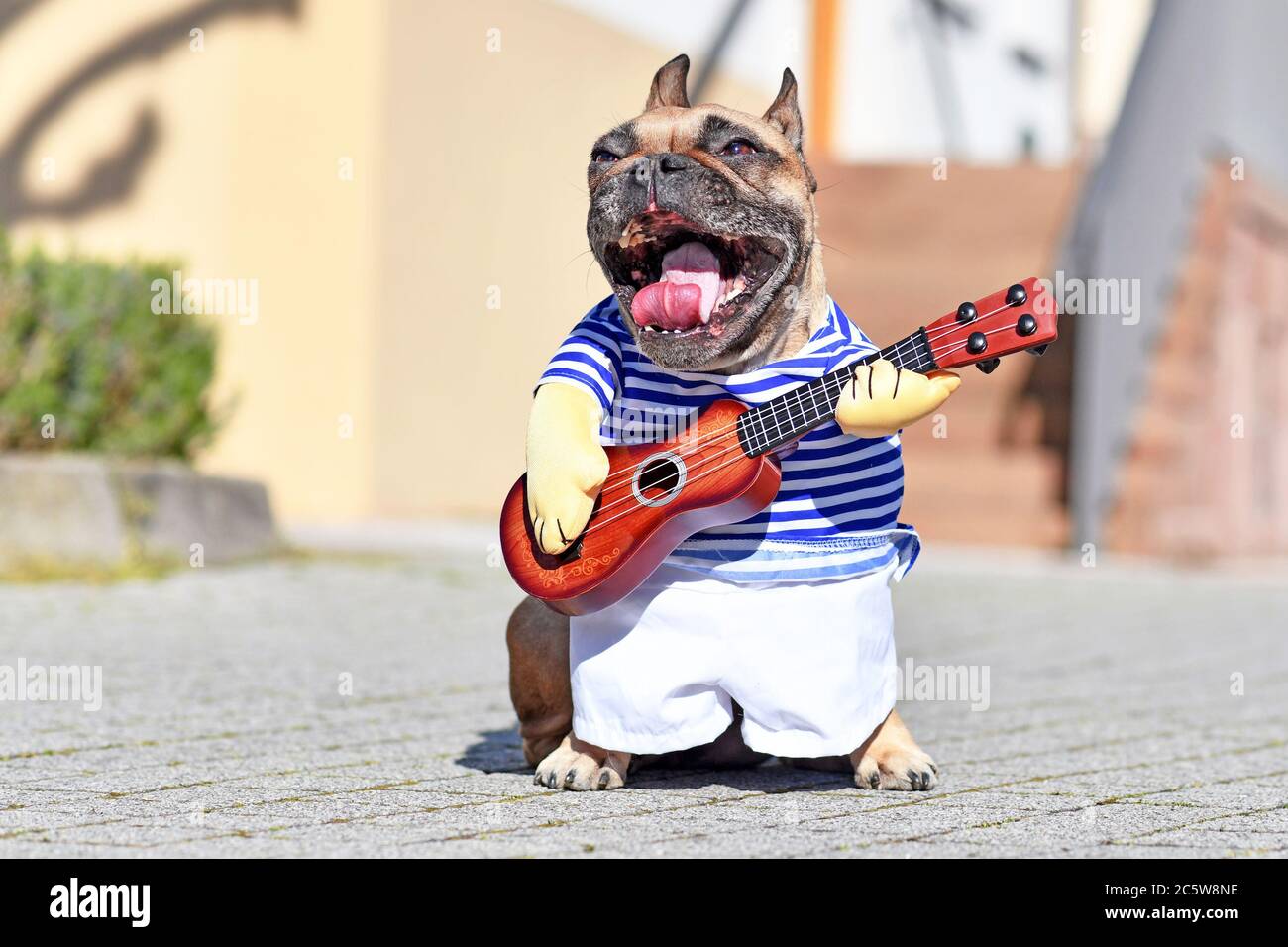 French Bulldog dog with mouth wide open as if singing, dressed up as ...