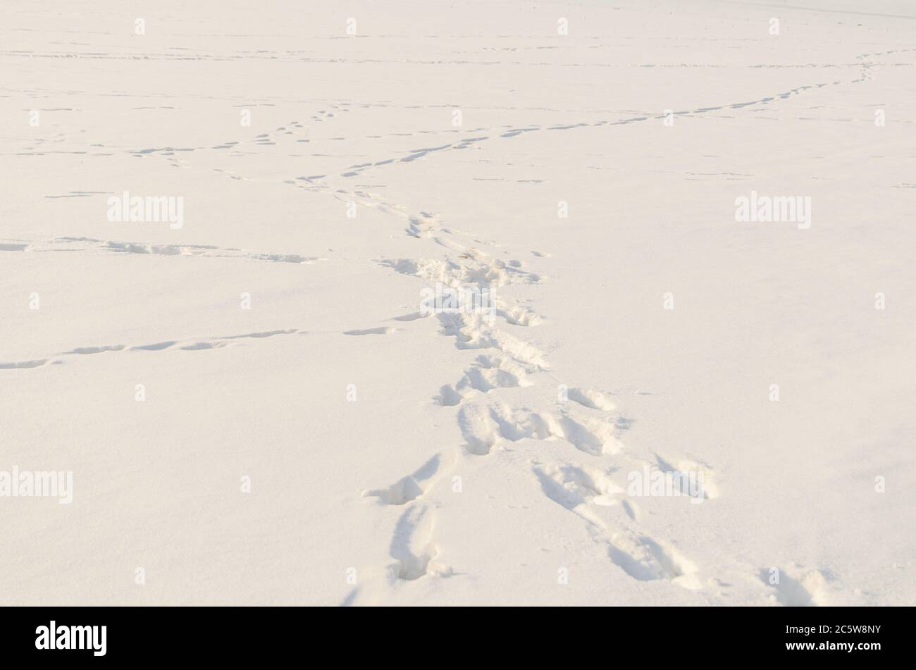 Rabbit tracks in the snow, in a clearing during the winter Stock Photo ...