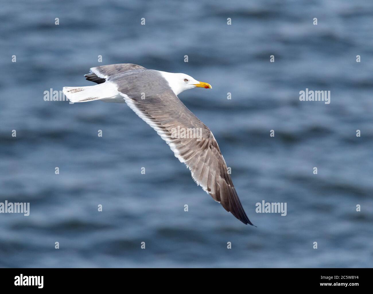Fourth calender year Lesser Black-backed Gull (Larus fuscus) in the ...
