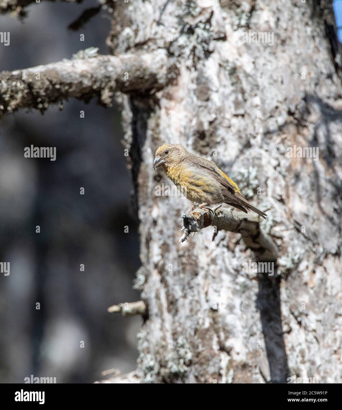 Male Cyprus Crossbill (Loxia curvirostra guillemardi) in pine forest on ...